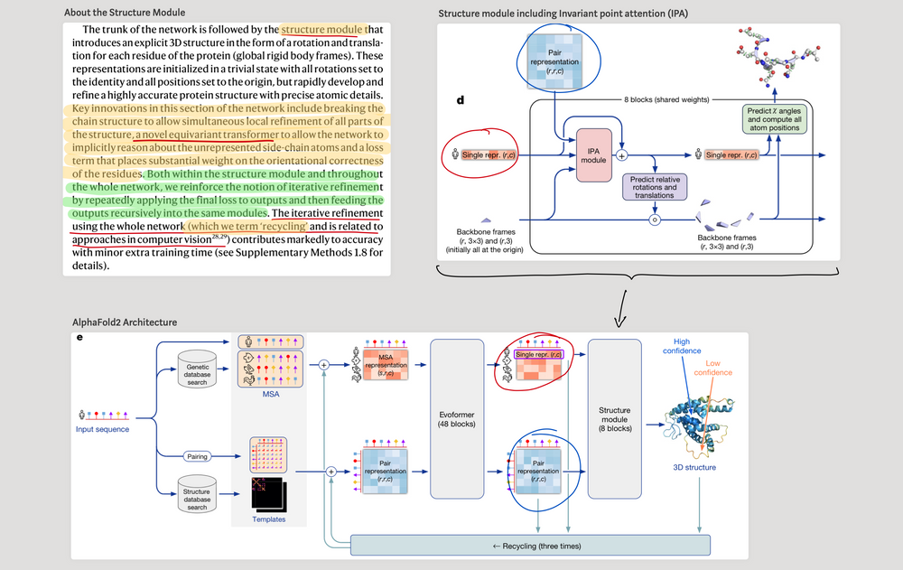 ESM-2 (evolutionary-scale prediction of atomic level protein structure with a language model)