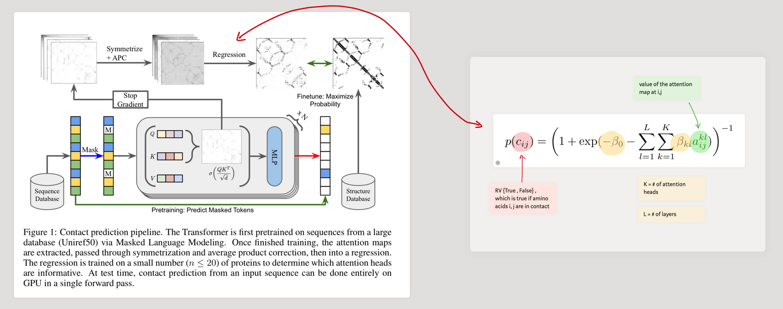 Esm 2 Evolutionary Scale Prediction Of Atomic Level Protein Structure With A Language Model