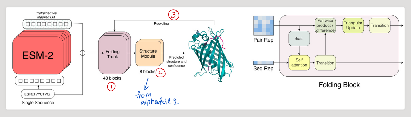 ESM-2 (evolutionary-scale prediction of atomic level protein structure ...