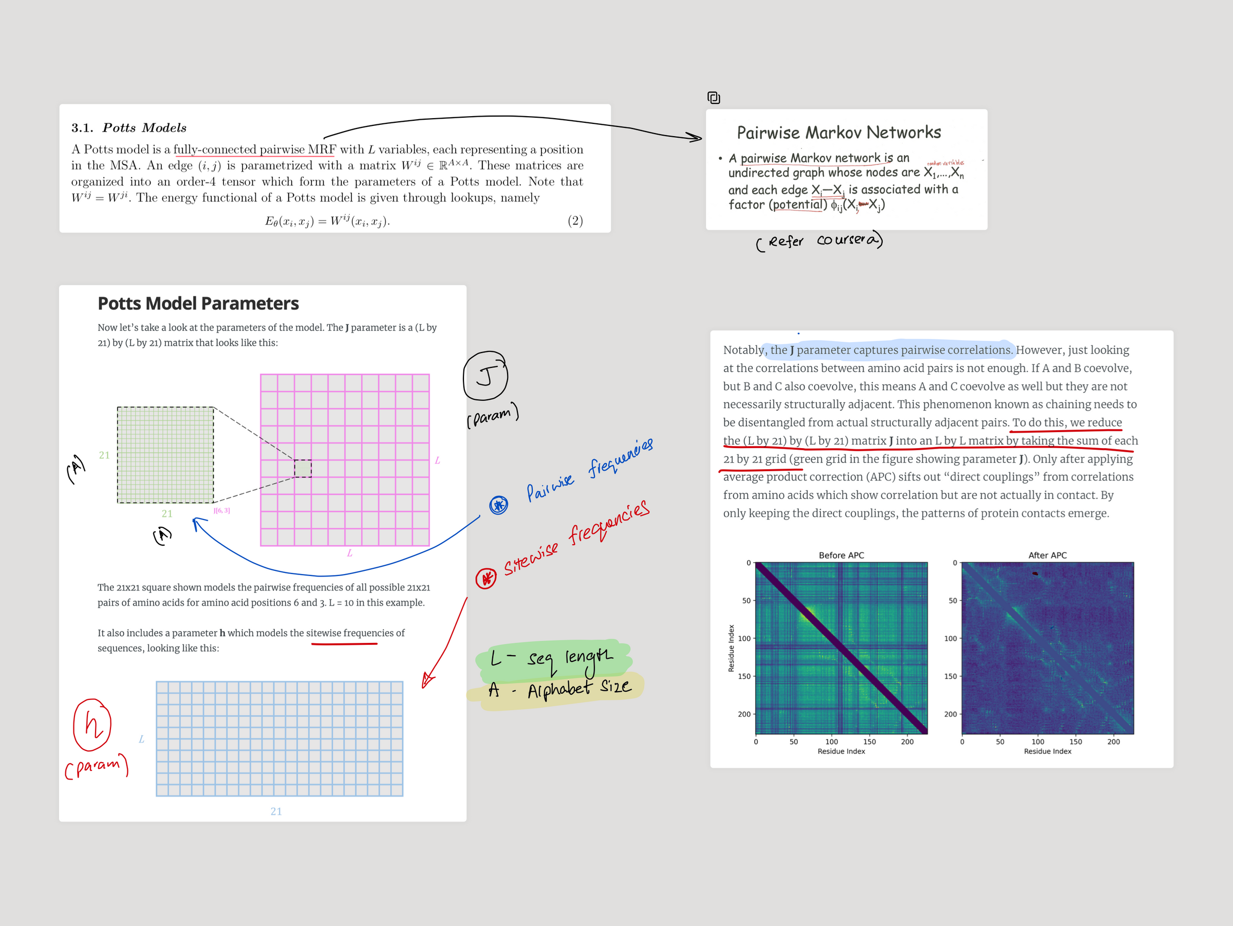 Interpreting Potts and Transformer Protein Models Through the Lens of ...