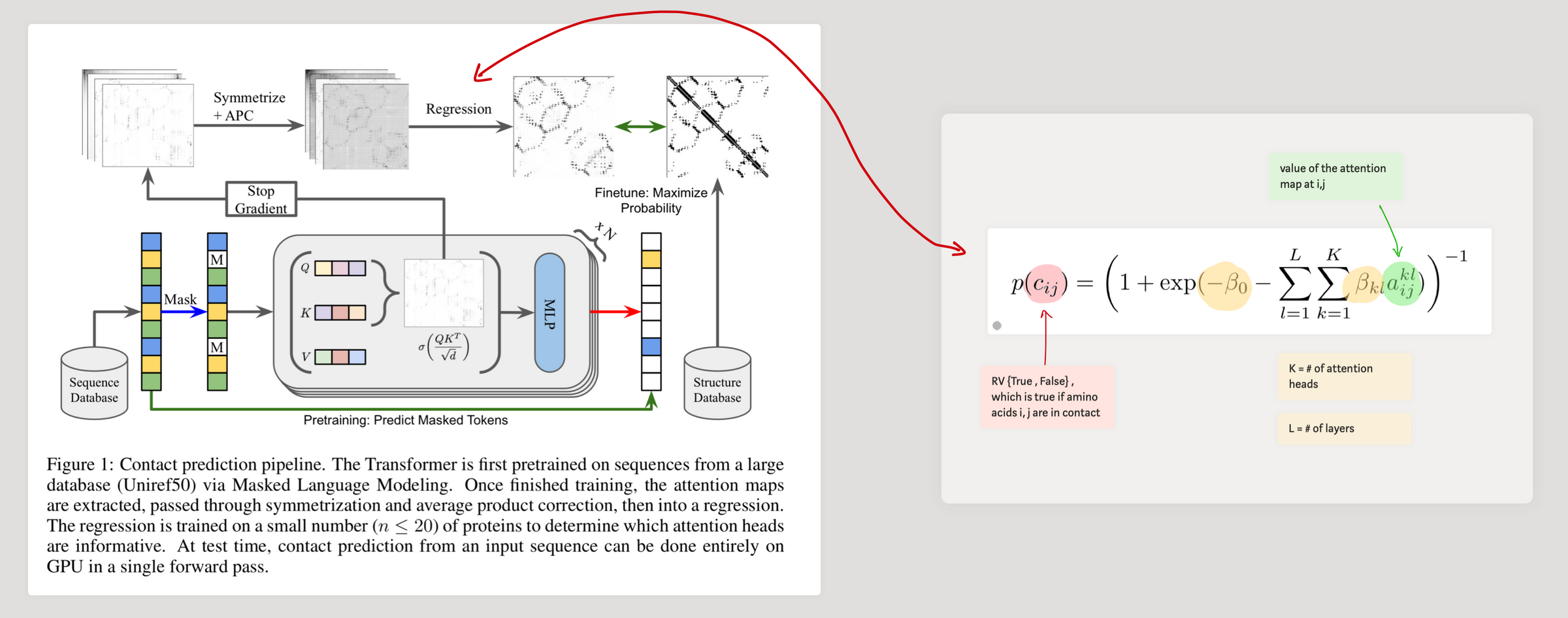 Esm 2 Evolutionary Scale Prediction Of Atomic Level Protein Structure