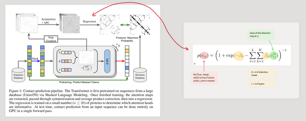 ESM-2 (evolutionary-scale prediction of atomic level protein structure with a language model)